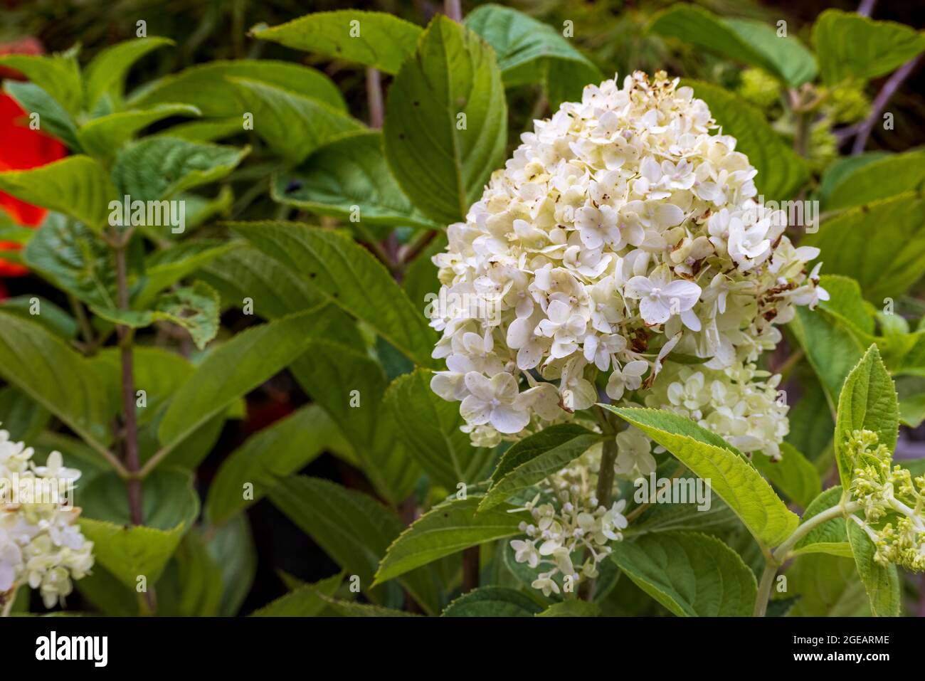 Cone shaped hydrangea hi-res stock photography and images - Alamy