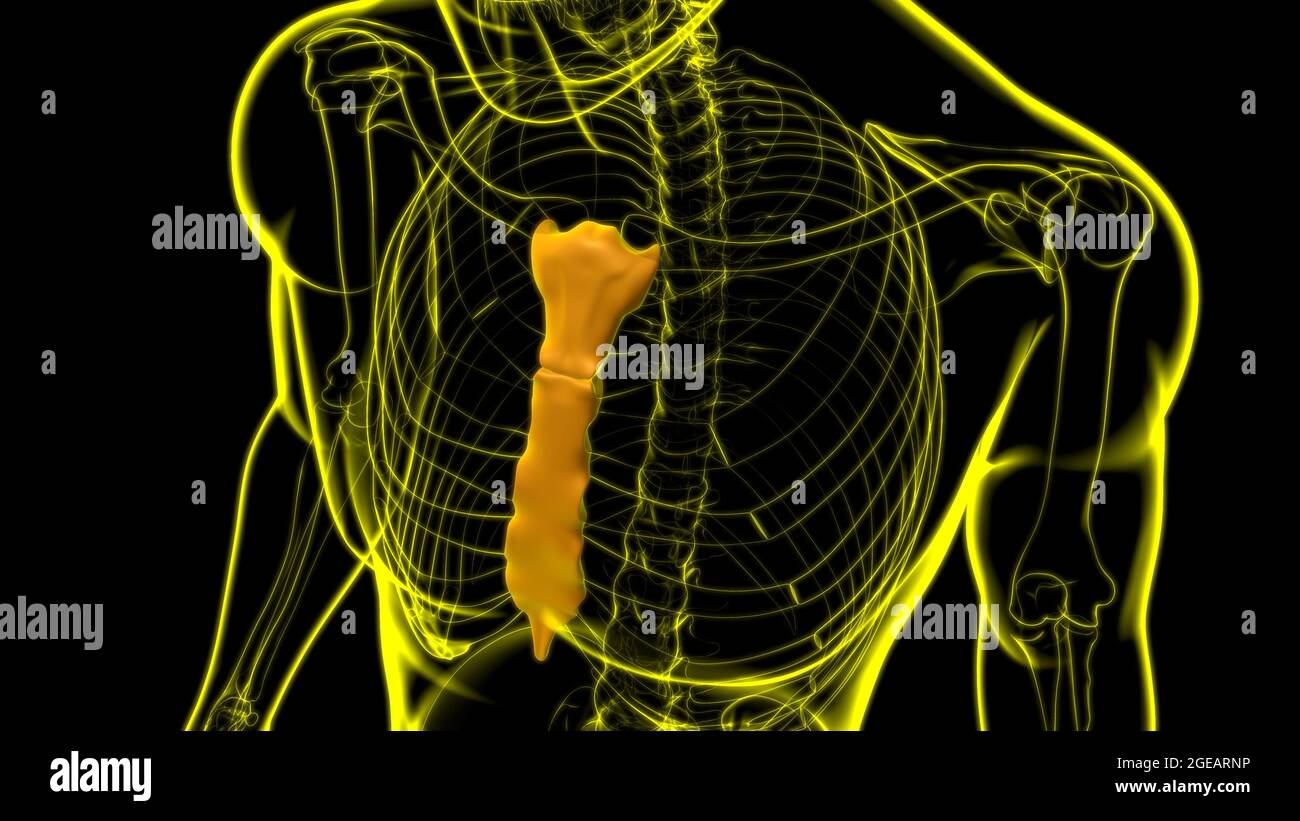 Human Skeleton Sternum Bone Anatomy For Medical Concept 3D Illustration ...