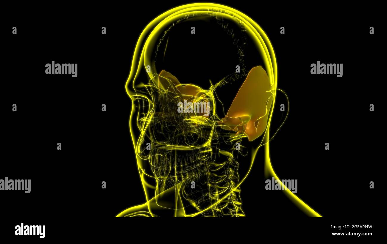 Human Skeleton Skull Temporal Bone Anatomy For Medical Concept 3D ...