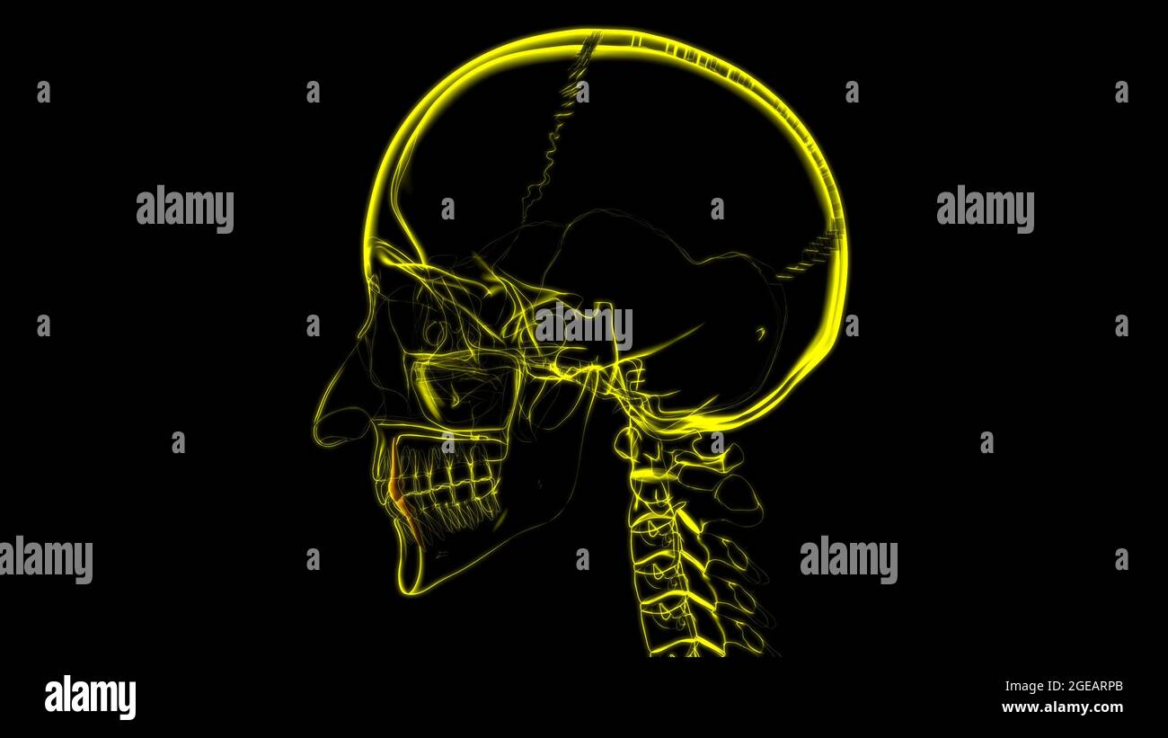 Human Teeth Canine Anatomy 3D Illustration For Medical Concept Stock ...