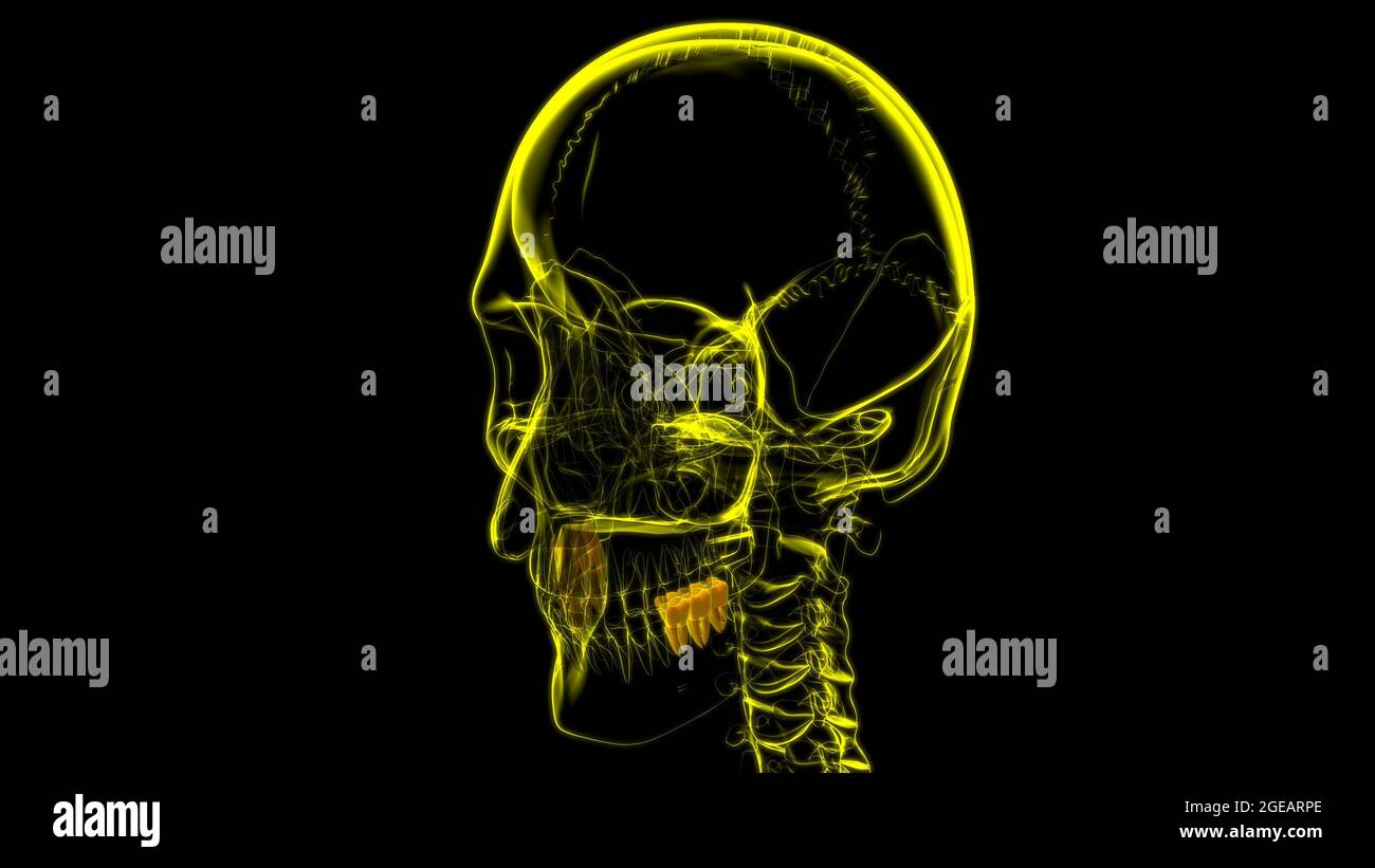 Human Teeth Molars Anatomy 3D Illustration For Medical Concept Stock ...