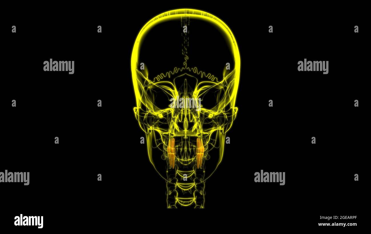 Human Teeth Premolars Anatomy 3D Illustration For Medical Concept Stock ...