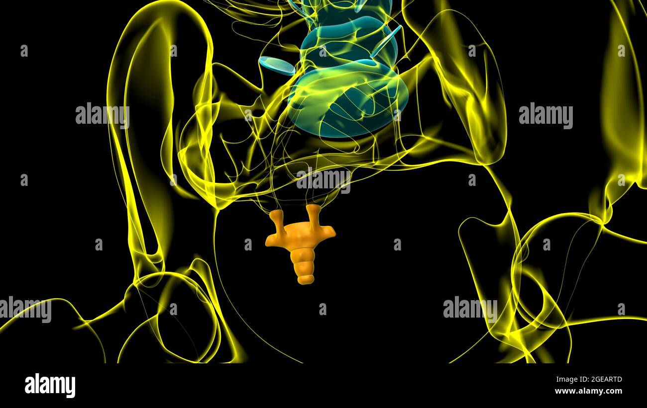 Human Skeleton Vertebral Column Coccyx or tail bone Anatomy 3D ...