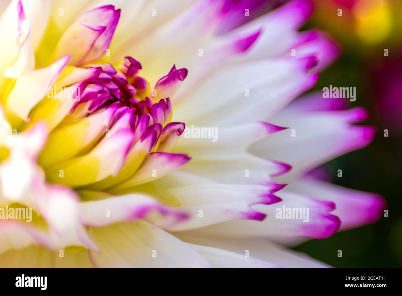 Dahlia Labella ‘Maggiore Rose’ Stock Photo - Alamy