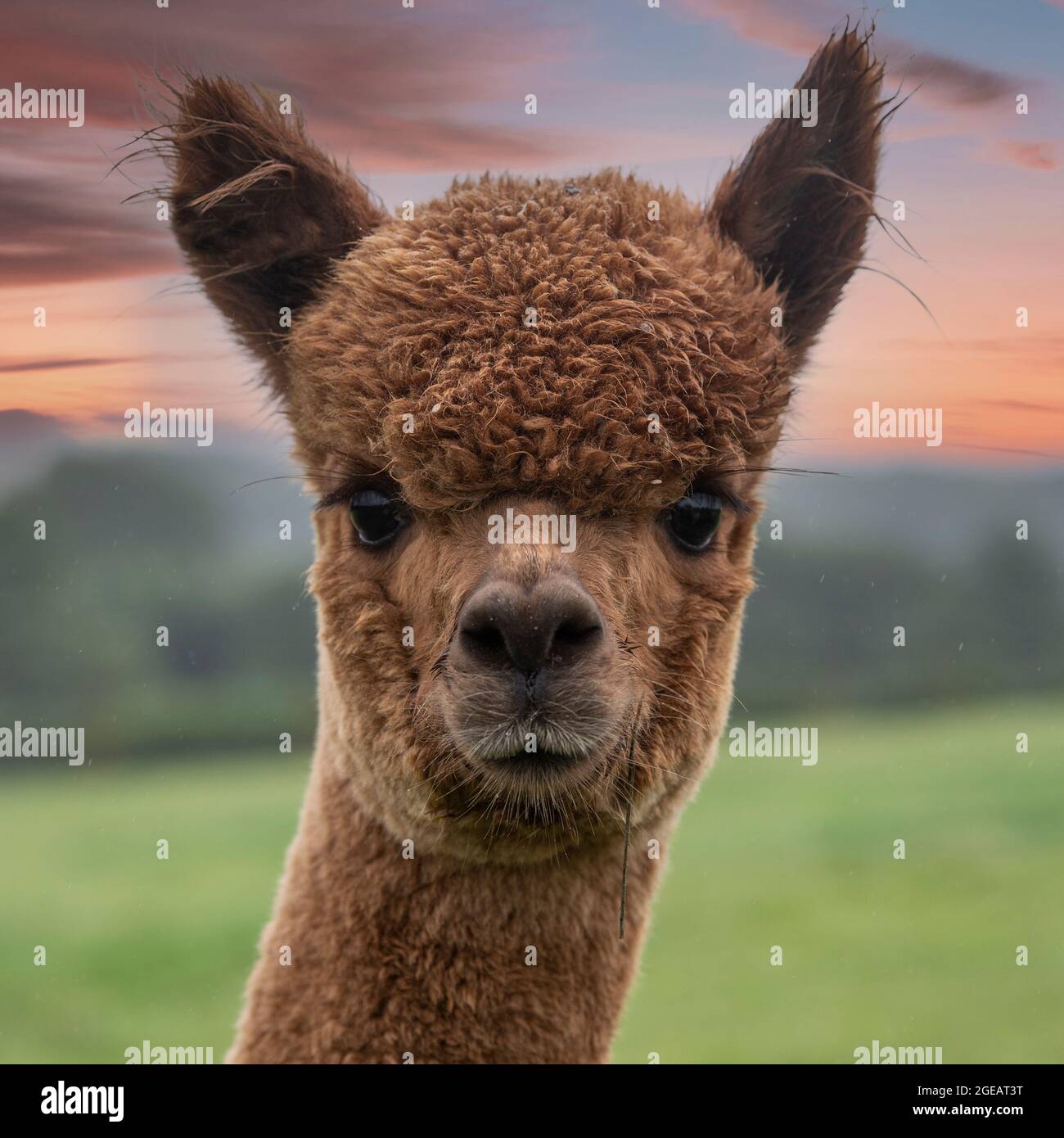 Alpaca background hi-res stock photography and images - Alamy