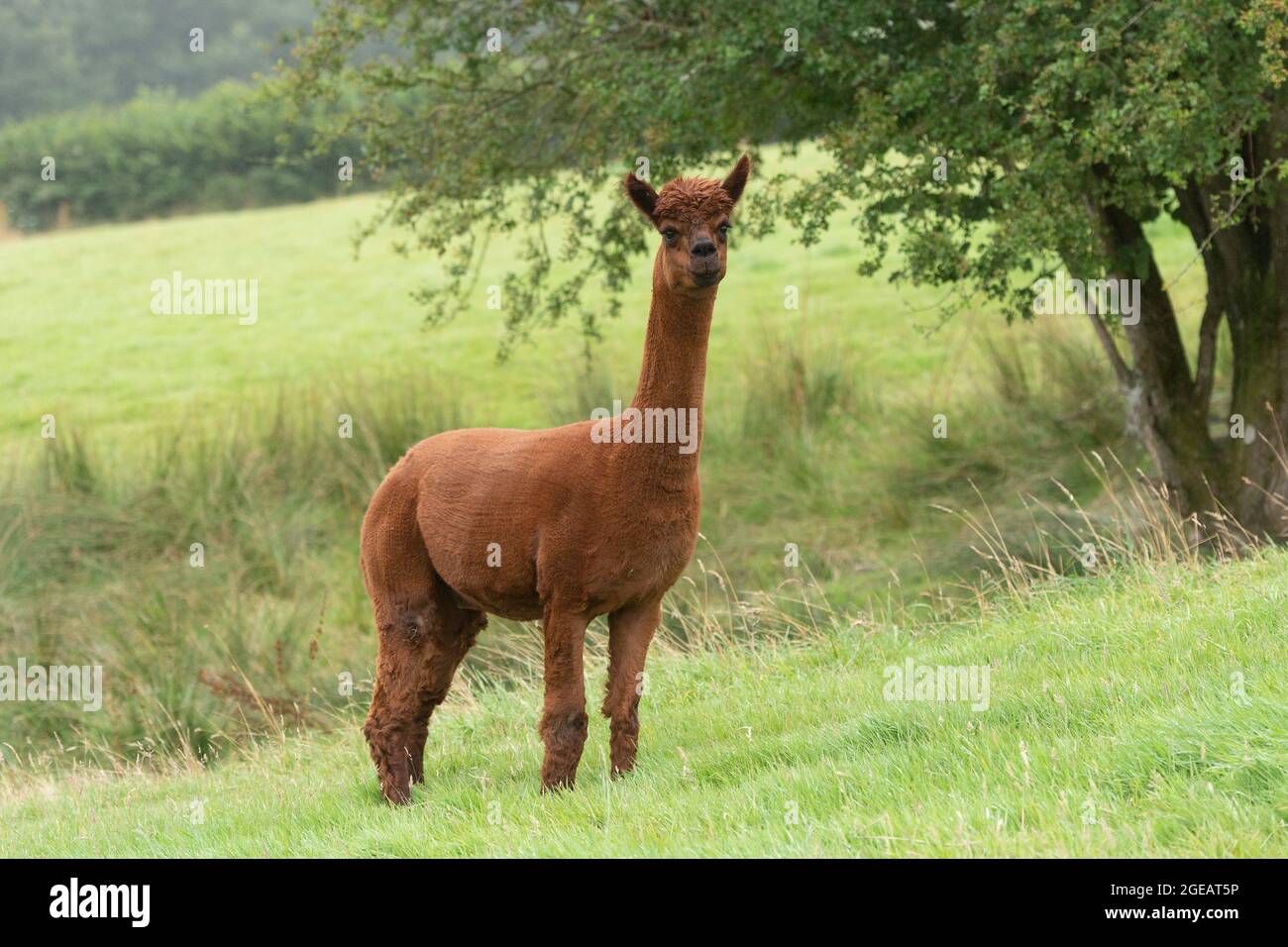 Body adult hi-res stock photography and images - Alamy
