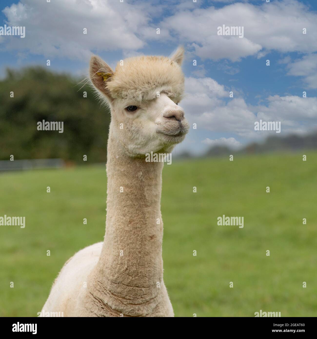 Neck shoulders portrait hi-res stock photography and images - Alamy