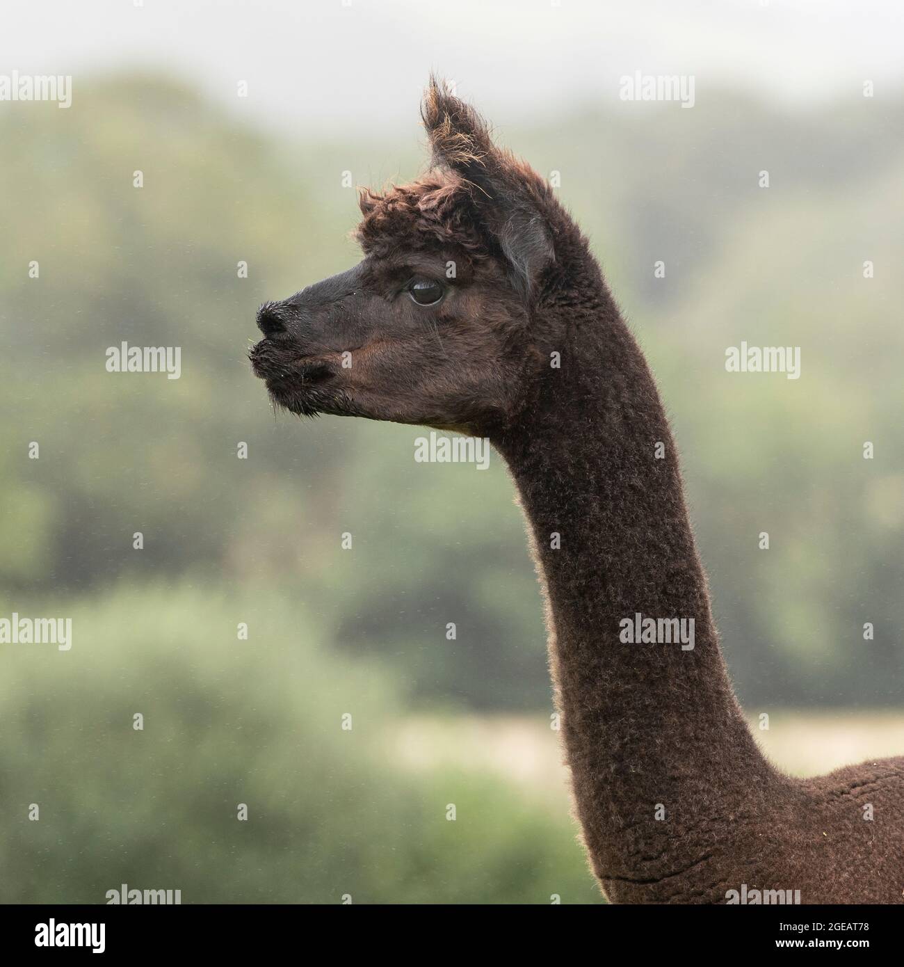 Side profile side view hi-res stock photography and images - Alamy