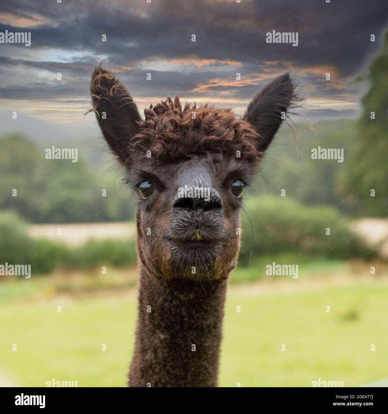 Alpaca background hi-res stock photography and images - Alamy