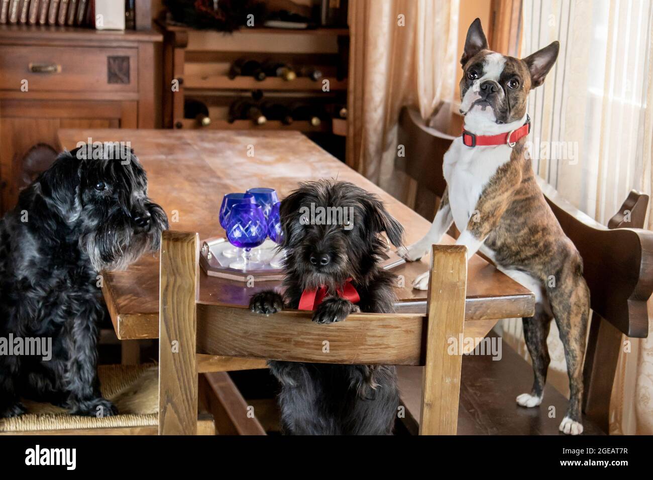 three cute dogs at a large table drinking like people Stock Photo - Alamy