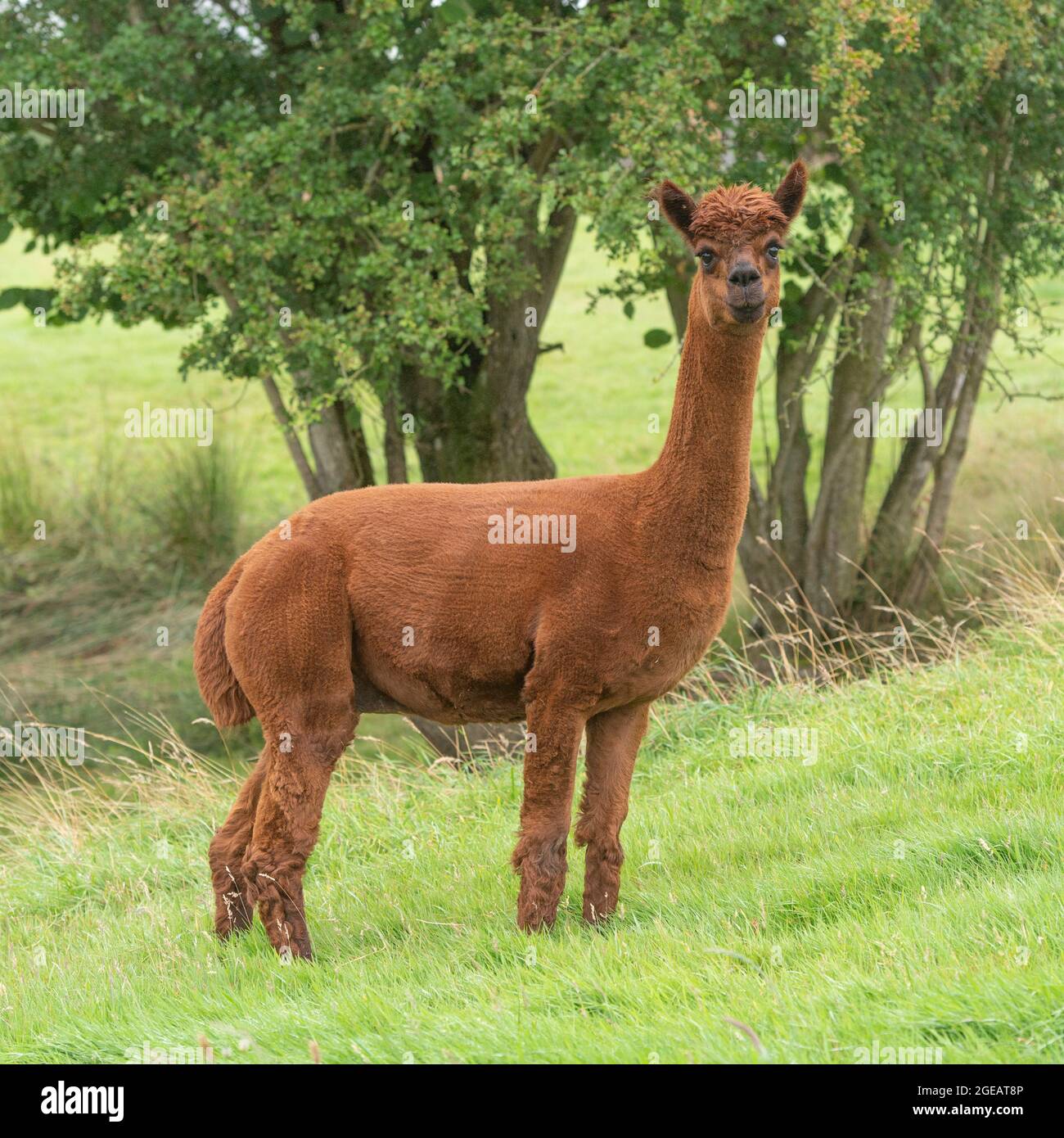 Full body adult hi-res stock photography and images - Alamy