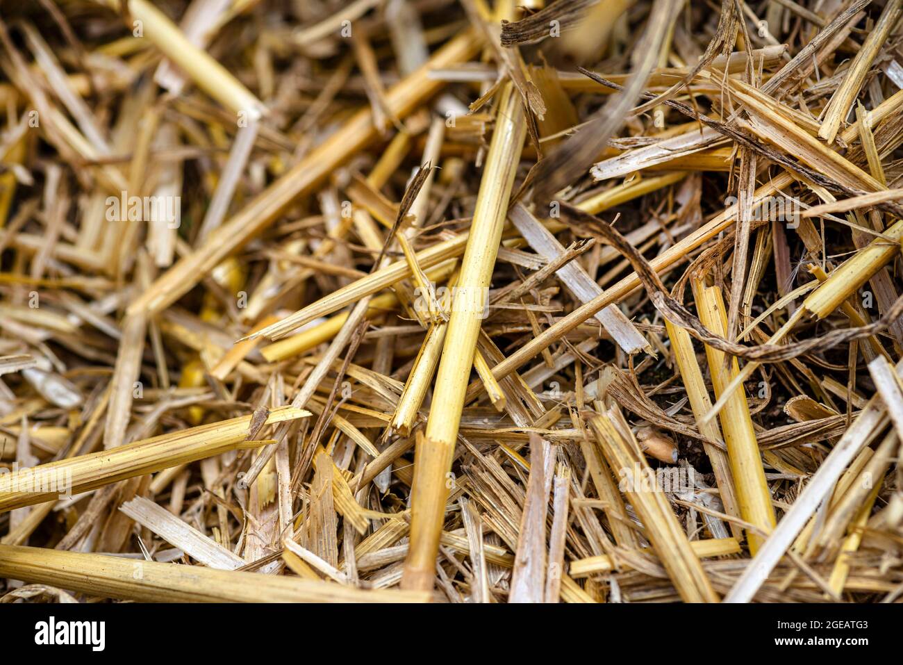 Macro photo of hay and stubble on a mowed field, texture of mown grain ...