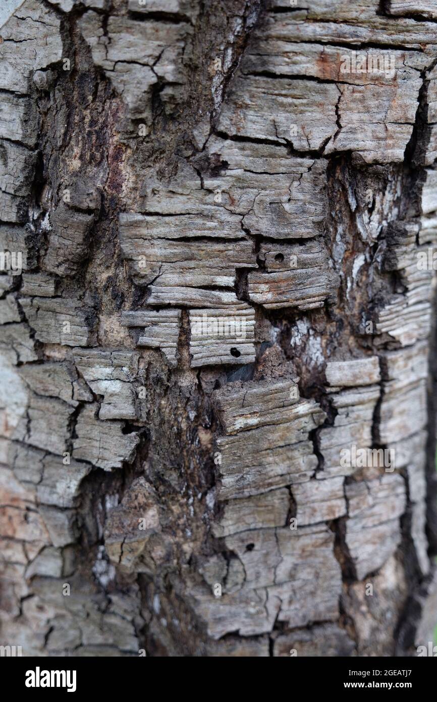 Close up old rotting log hi-res stock photography and images - Alamy