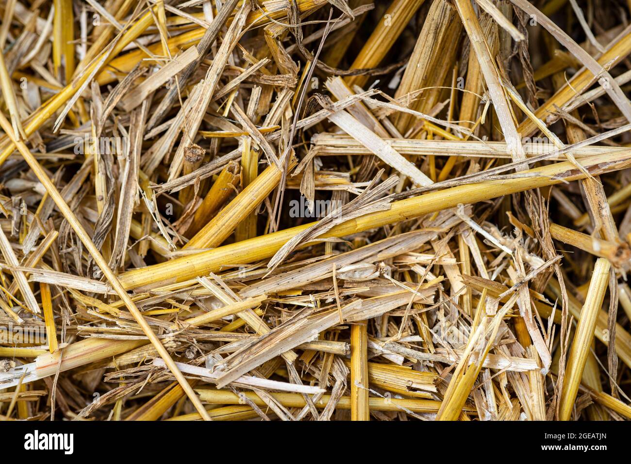 Hay Field Texture