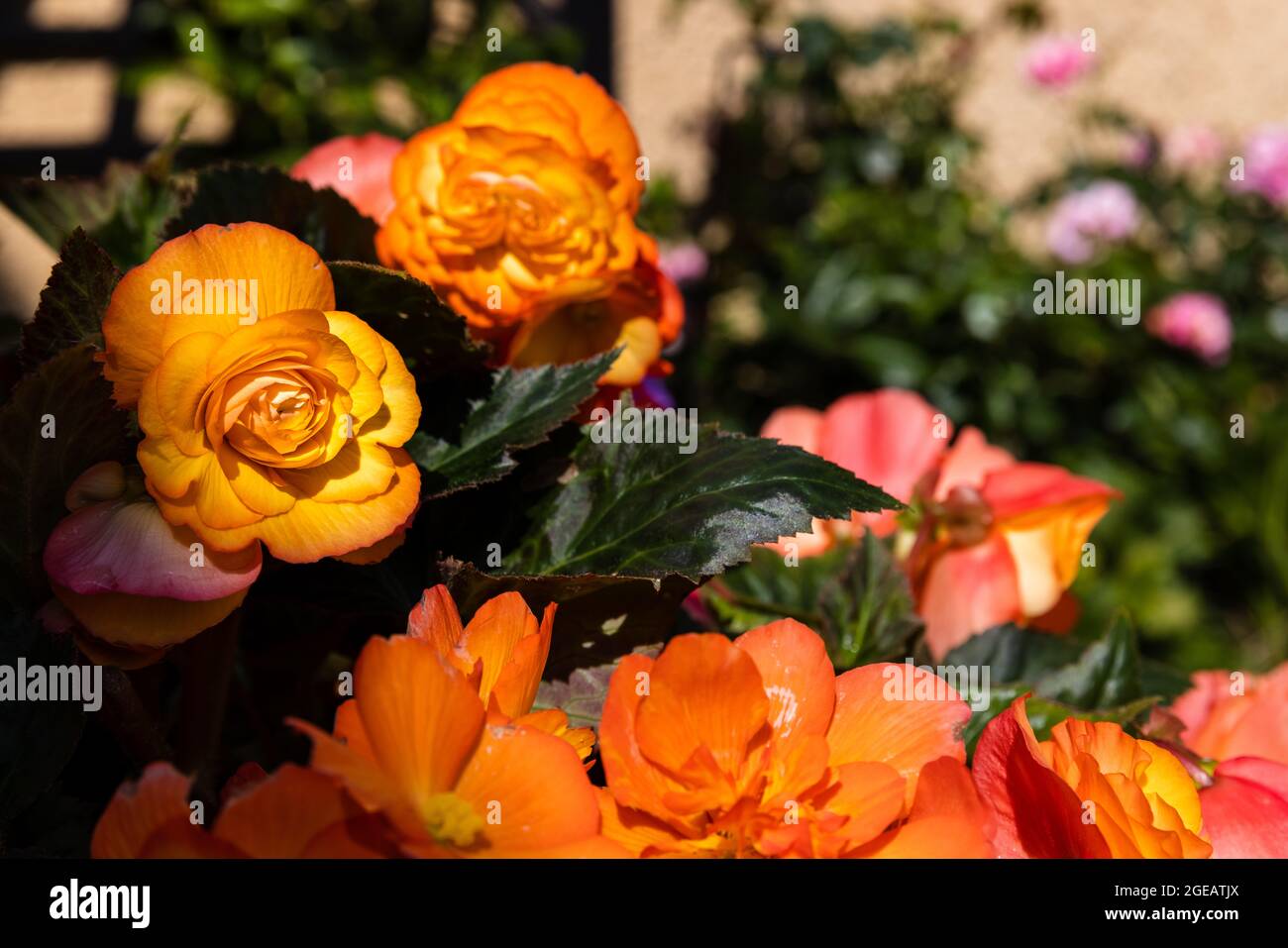 Begonia illumination series hi-res stock photography and images - Alamy