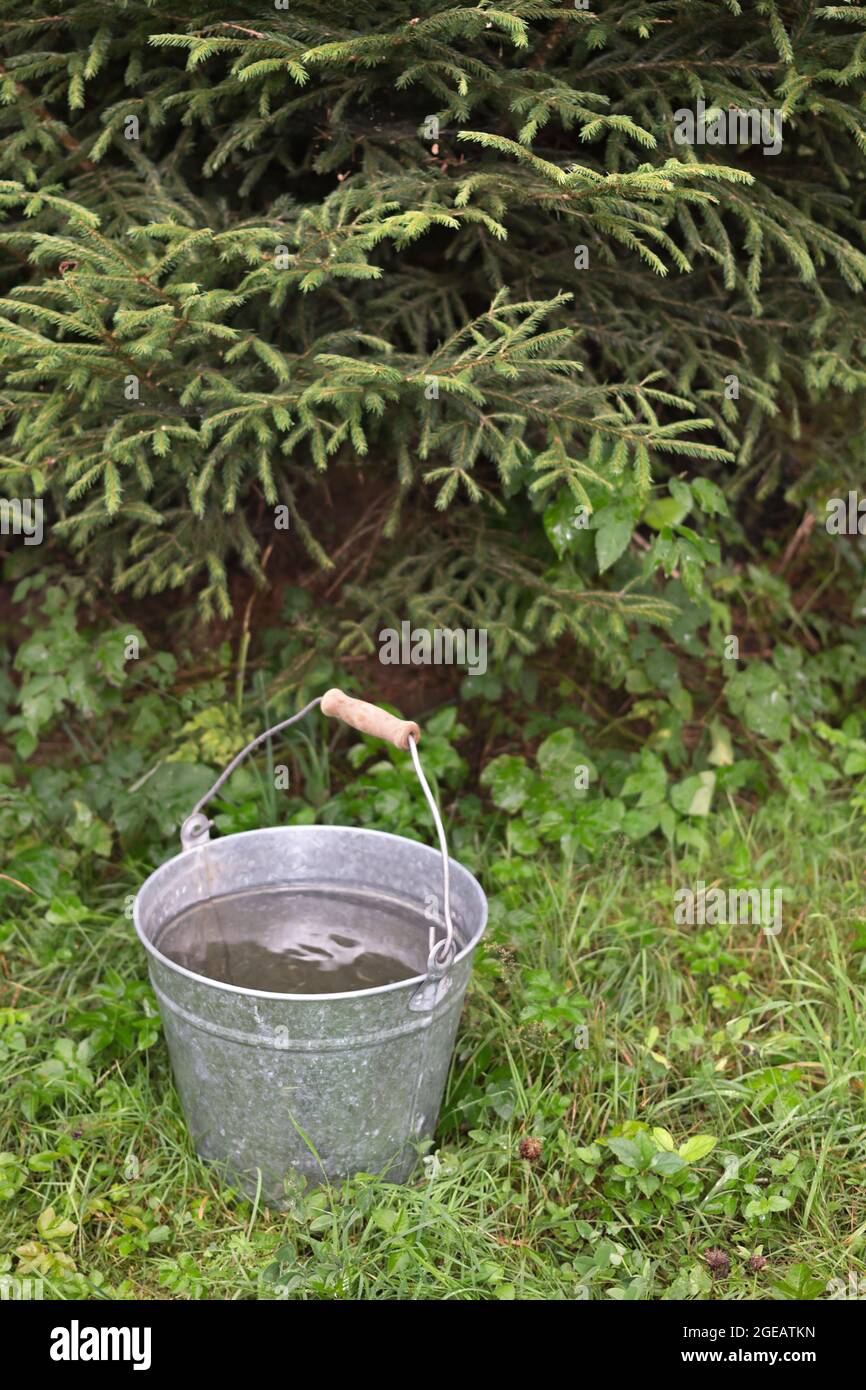 Metal bucket with rain water stand in the wet grass under a fir-tree ...