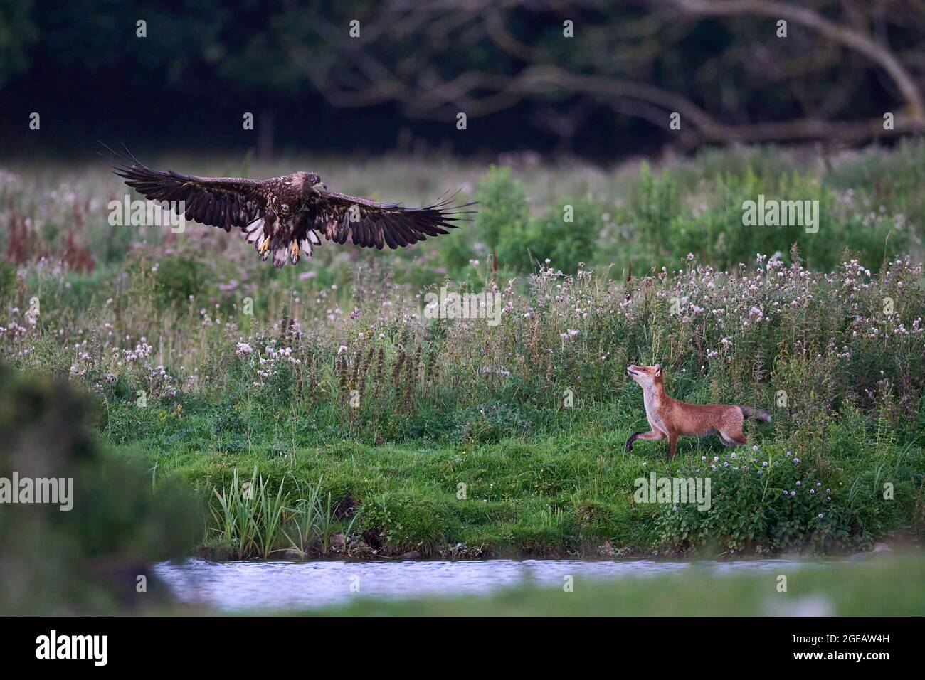 The eagle and the fox hi-res stock photography and images - Alamy