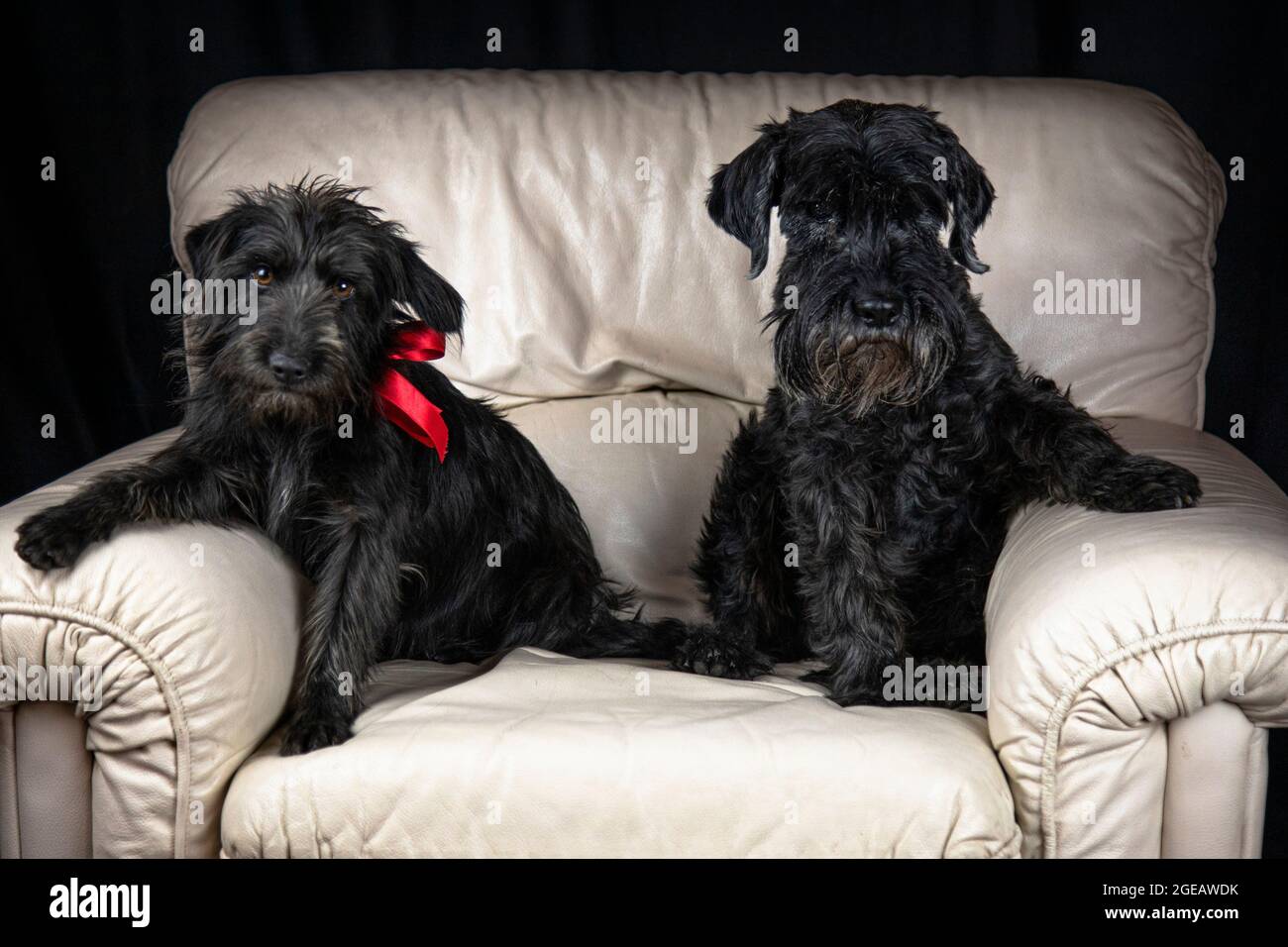 two black dogs sit on a white armchair like people Stock Photo - Alamy