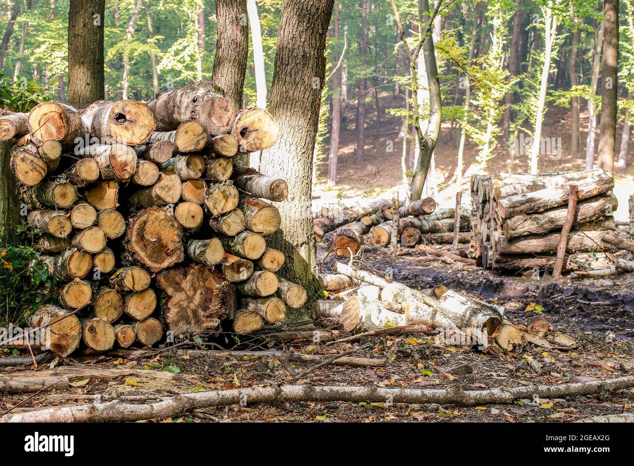 Tree felling in the forest. Ecology idea Stock Photo - Alamy