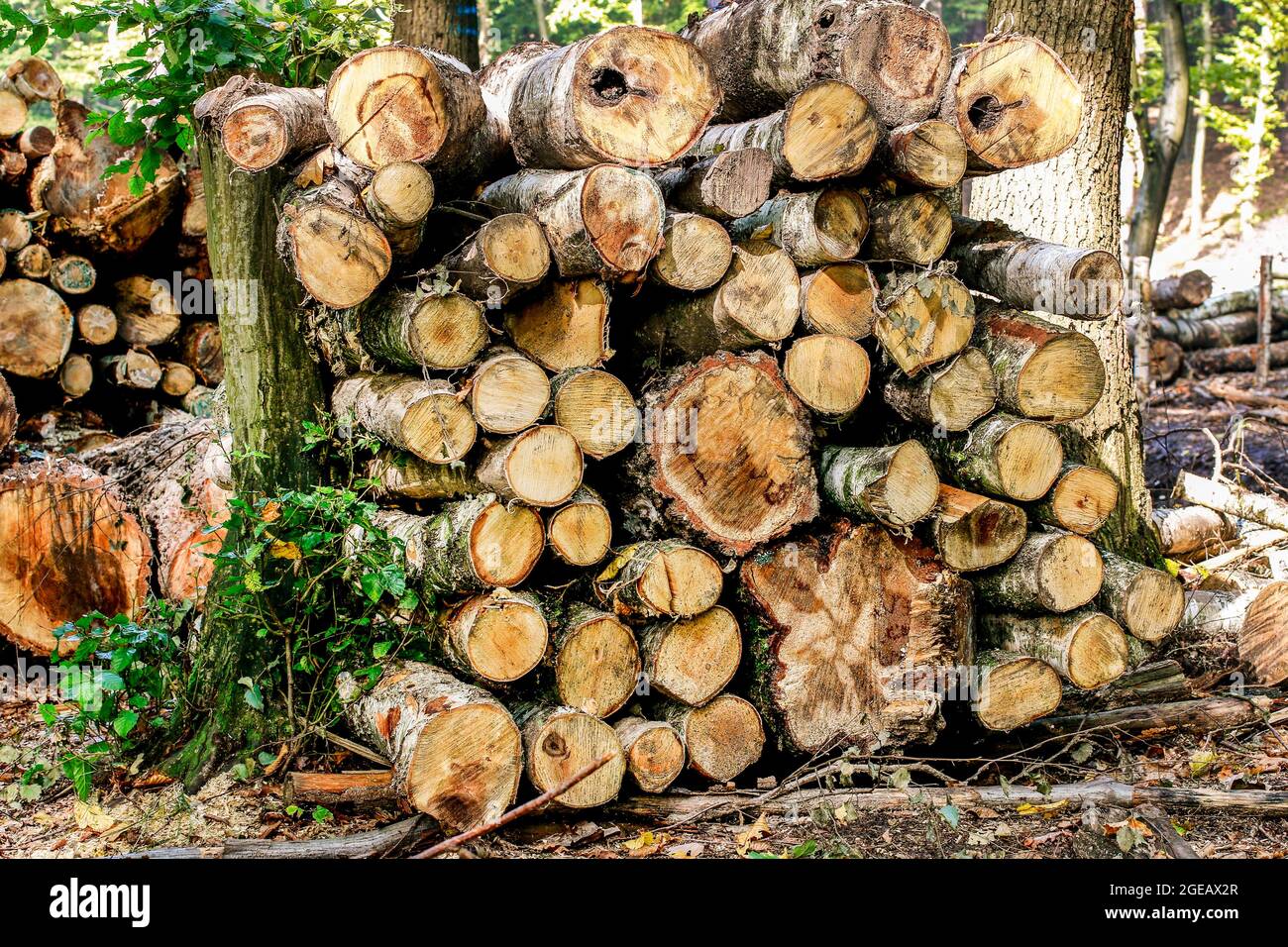 Tree felling in the forest. Ecology idea Stock Photo - Alamy