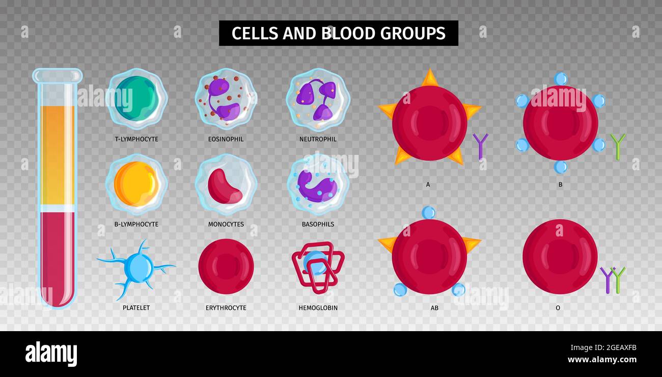 Blood types groups red cells hemoglobin white lymphocytes symbols icons ...