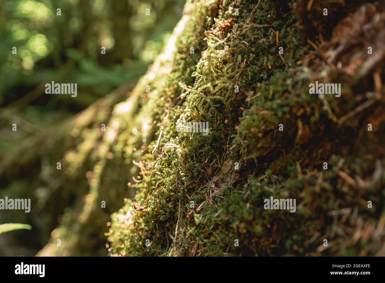 Thick moss covering trees in the Hoh Rainforest in Olympic National ...