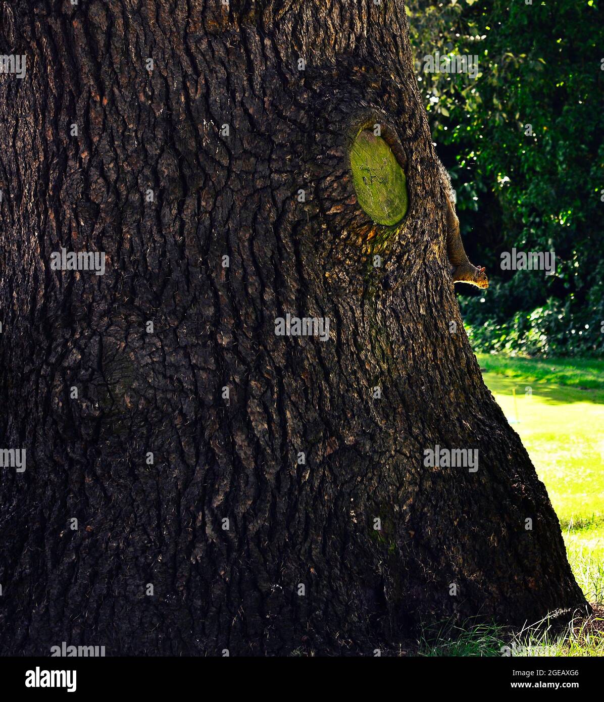 Squirrel going down a tree Stock Photo - Alamy