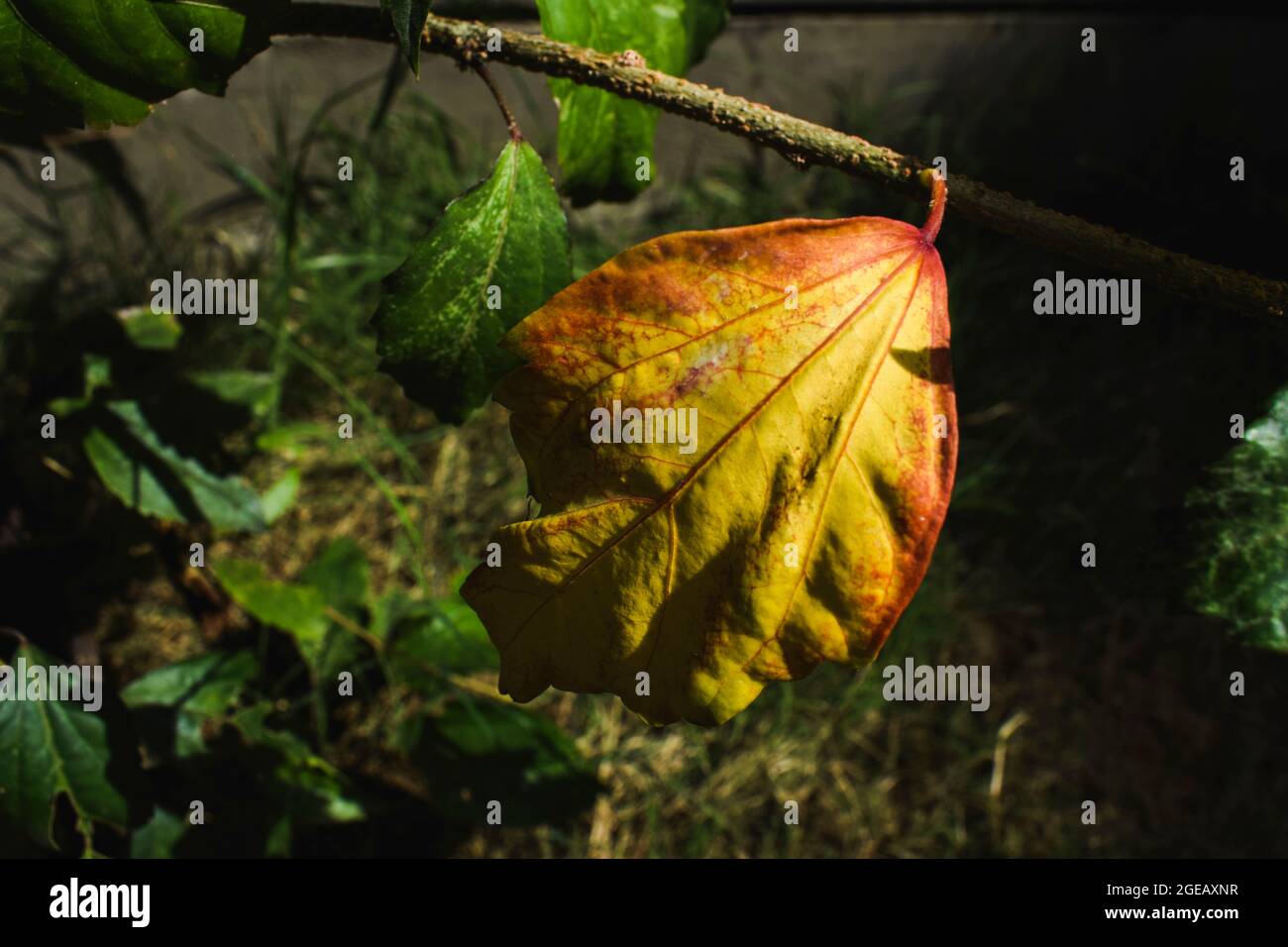 Hibiscus discolored leaves hi-res stock photography and images - Alamy