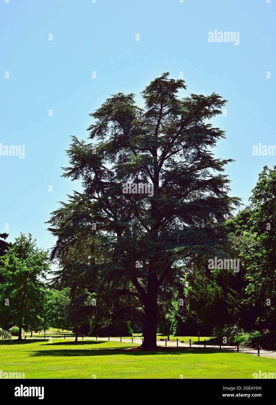 Tree at Hanbury Manor grounds Stock Photo - Alamy