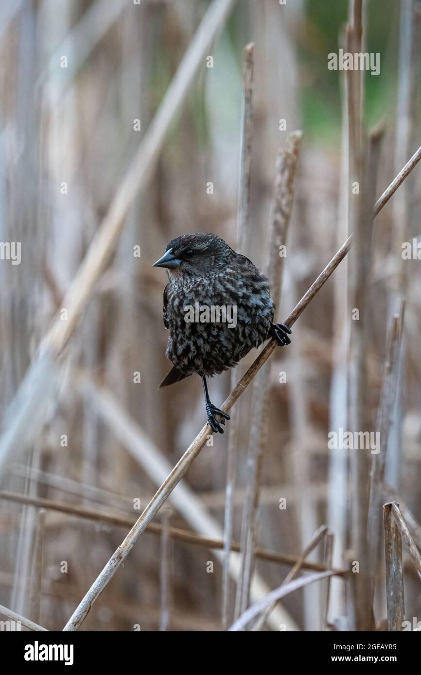Reed thrush hi-res stock photography and images - Alamy