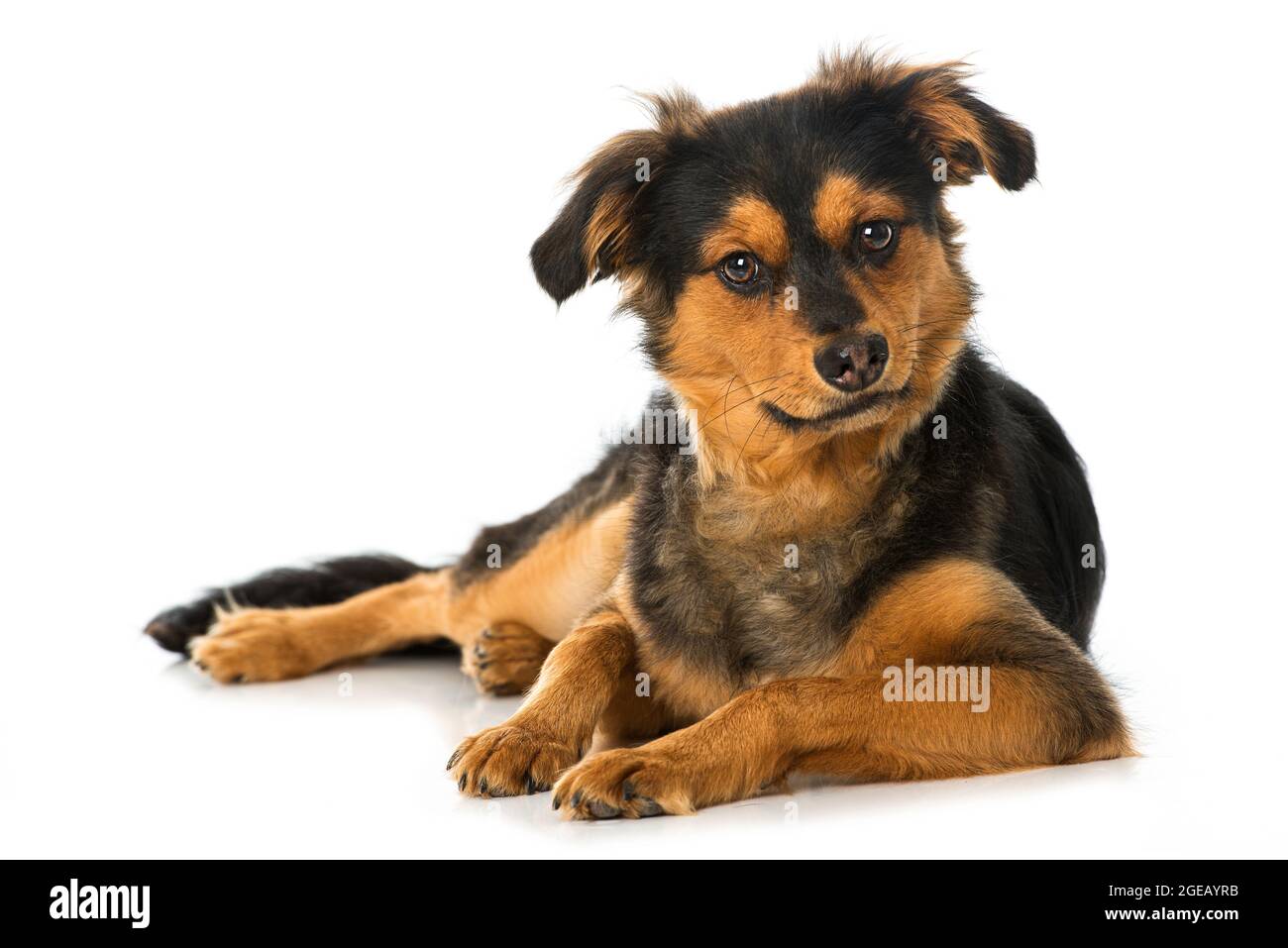 Cute cross breed puppy on white background Stock Photo - Alamy