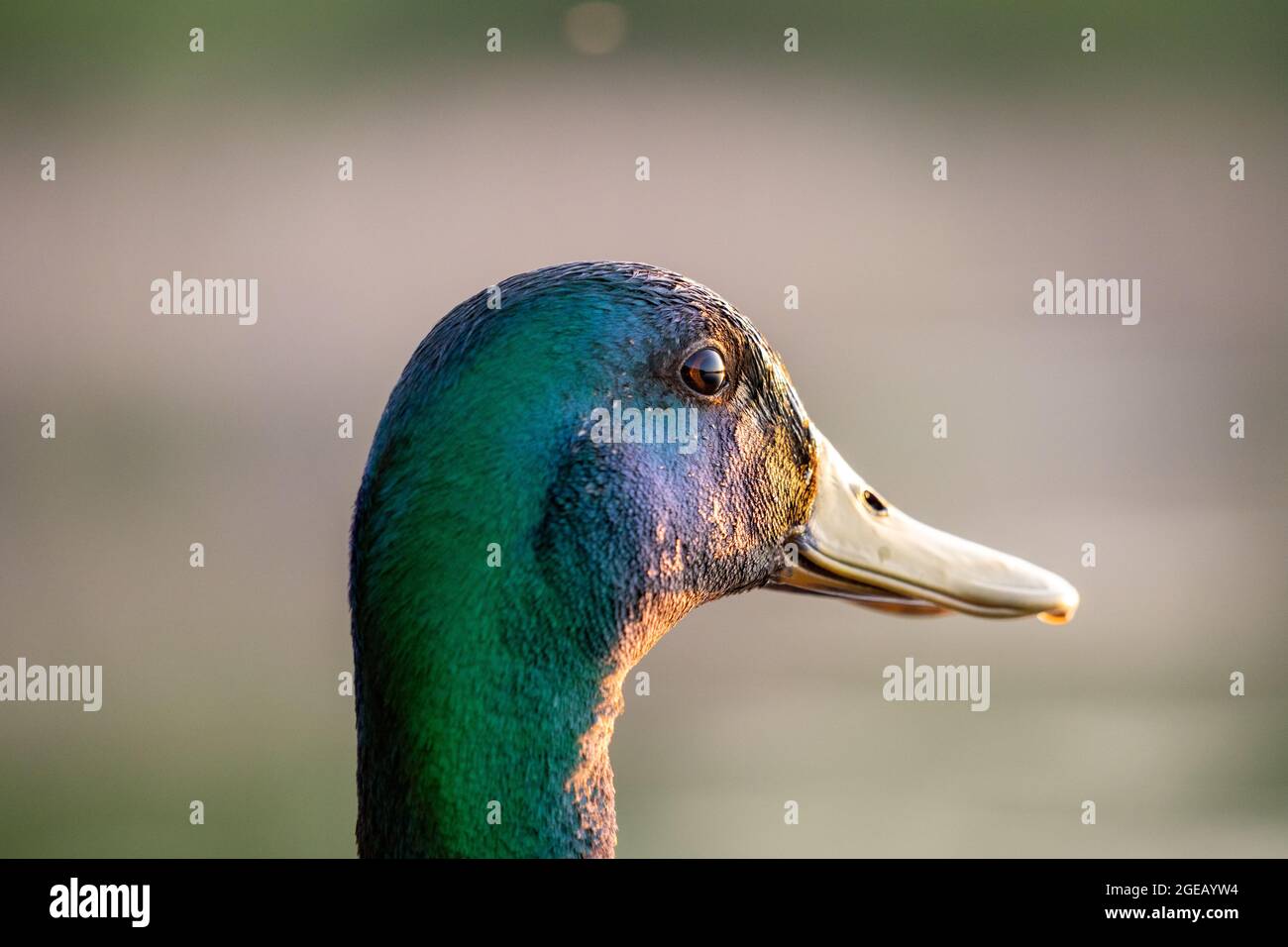 Mallard duck head hi-res stock photography and images - Alamy