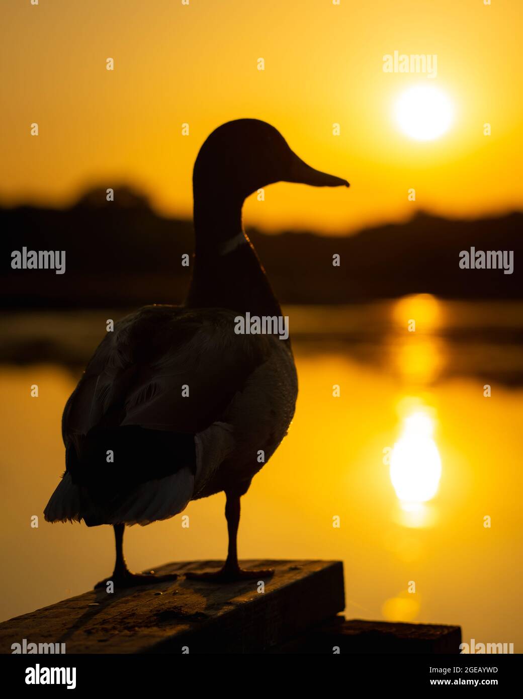 Mallard duck silhouette hi-res stock photography and images - Alamy