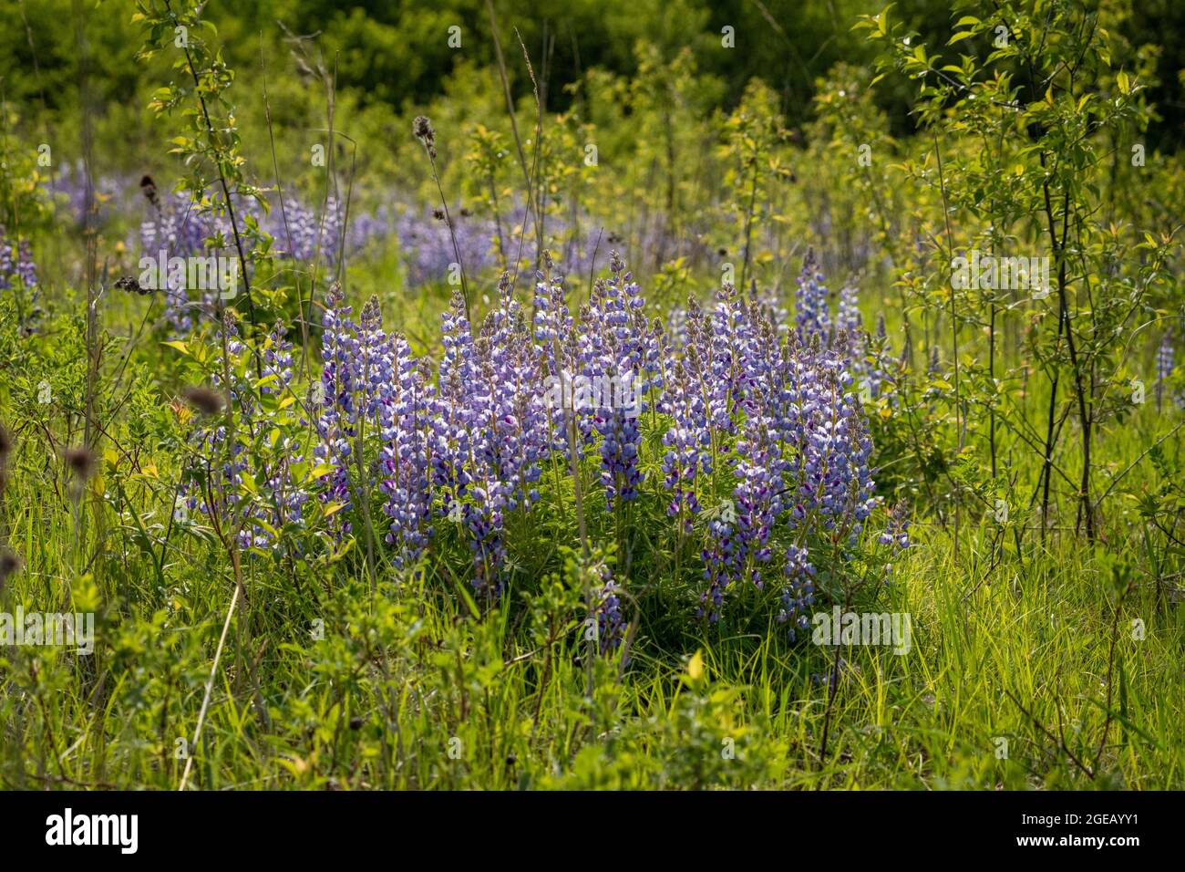 Open prairie hi-res stock photography and images - Alamy