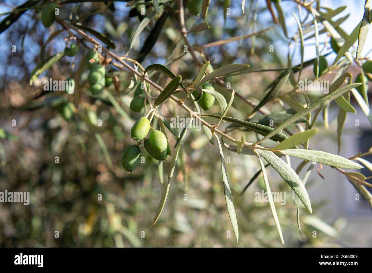Closeup unripe green olives hi-res stock photography and images - Alamy