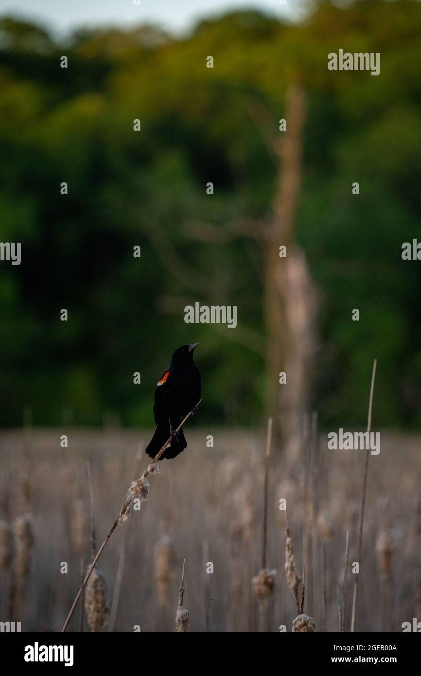red-winged blackbird sitting on a reed Stock Photo - Alamy