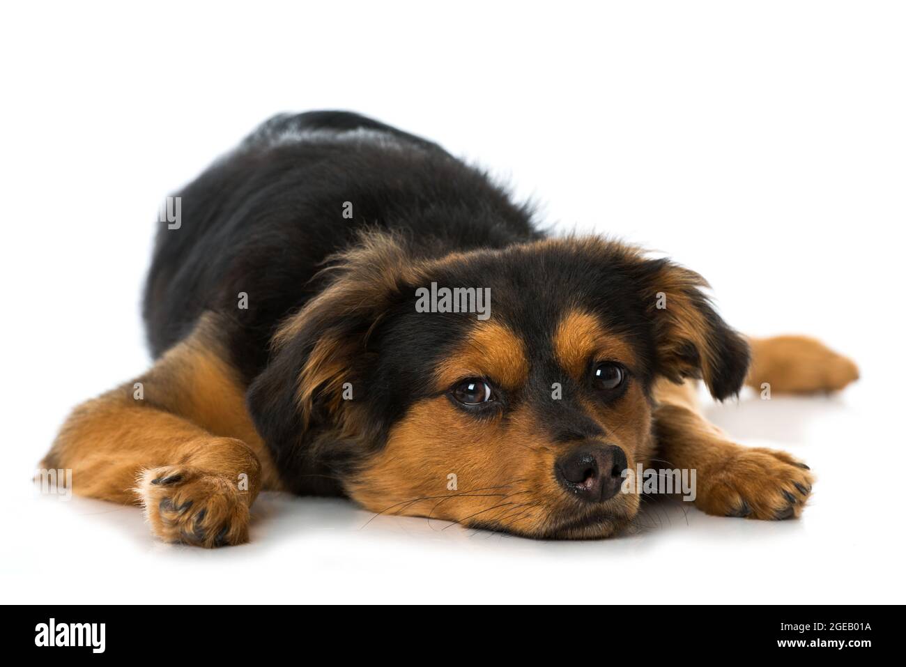 Cute cross breed puppy on white background Stock Photo - Alamy