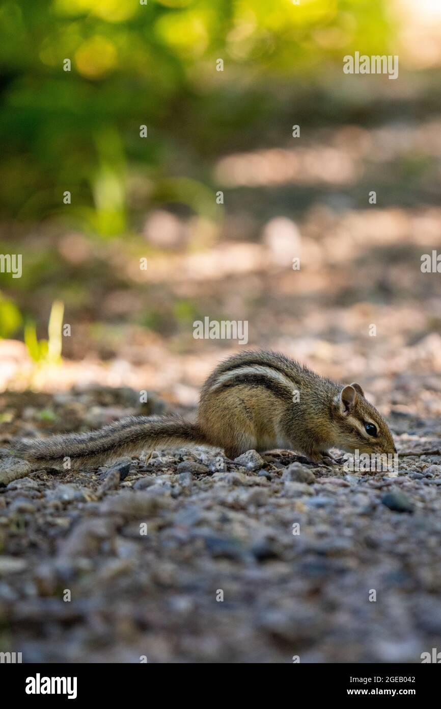 chipmunk crossing a gravel trail Stock Photo - Alamy