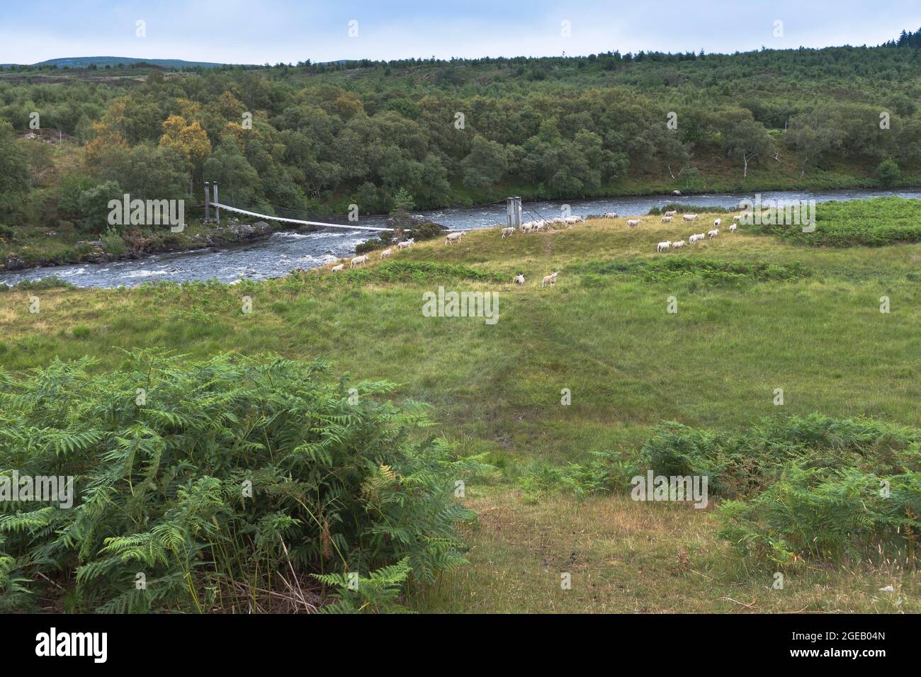 dh Sheep STRATH NAVER SUTHERLAND Animals flock Highland river bridge ...