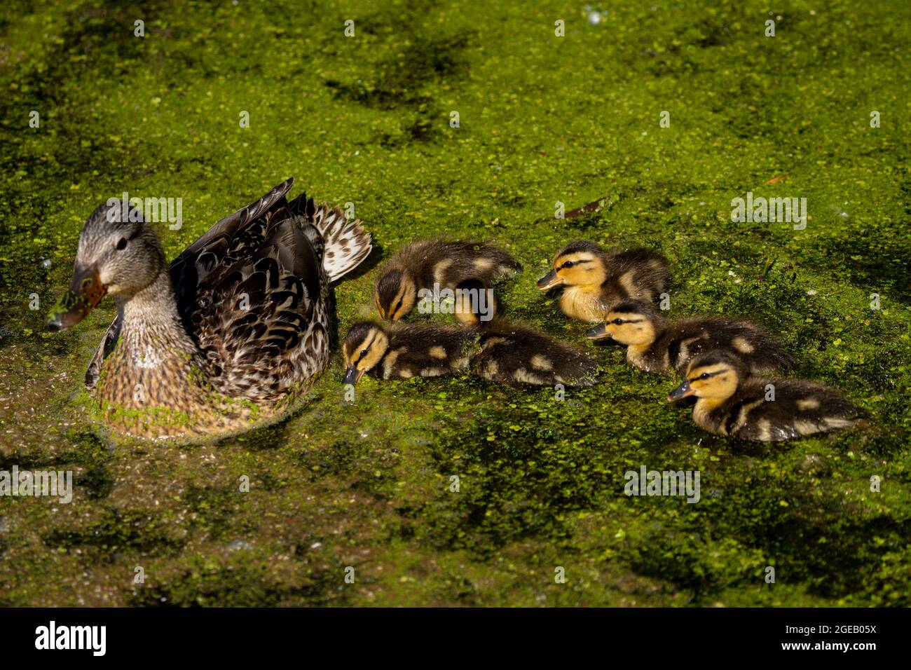 duck and ducklings learning how to swim in green algae Stock Photo - Alamy