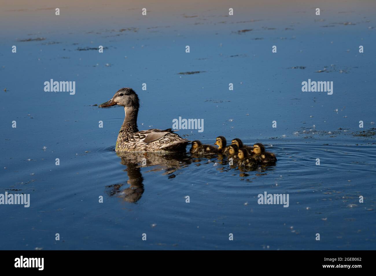 mother duck teaching ducklings how to swim in a lake Stock Photo - Alamy