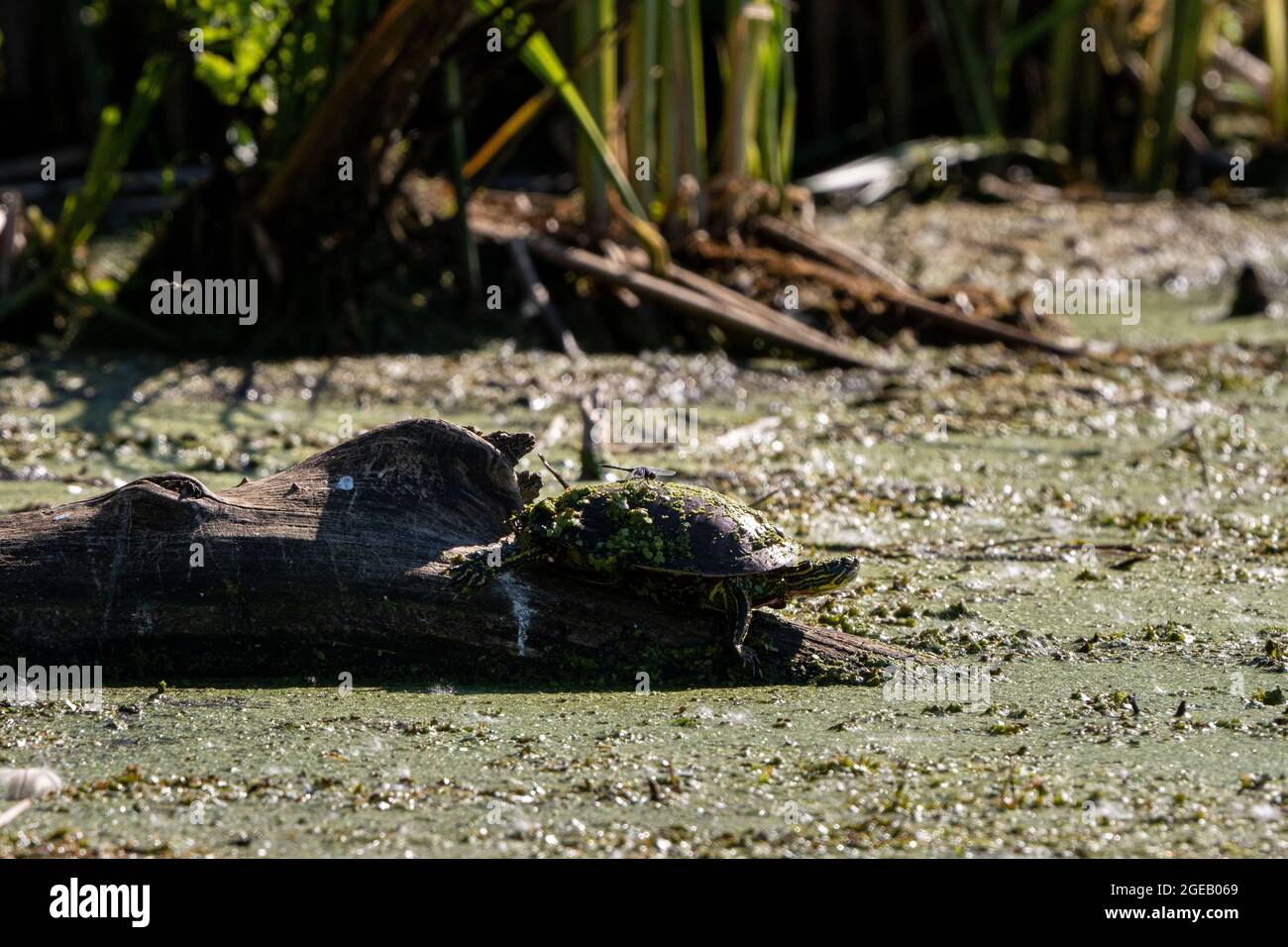 turtle chilling on a log on the edge of a swamp Stock Photo - Alamy