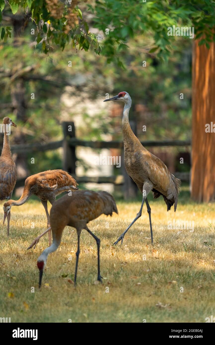 Feeding baby crane hi-res stock photography and images - Alamy