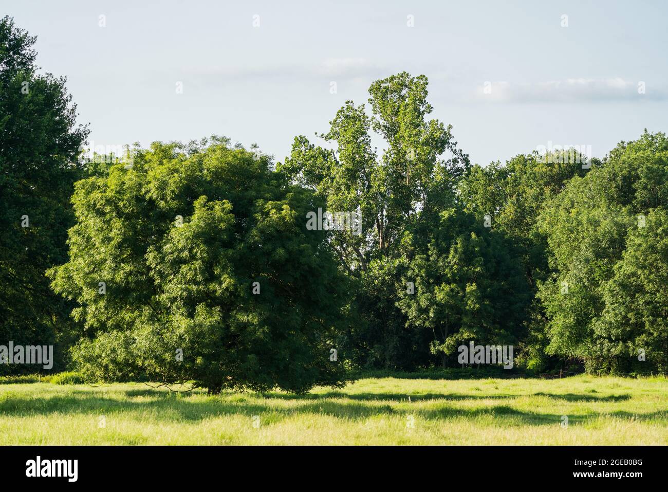 Floodplain meadow hi-res stock photography and images - Alamy