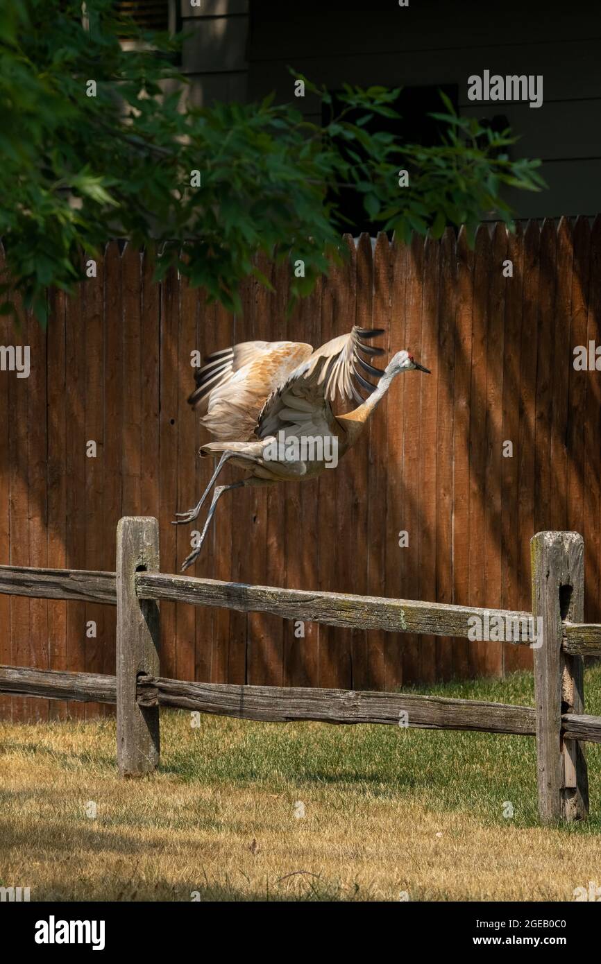 Animal jumping over a fence hi-res stock photography and images - Alamy