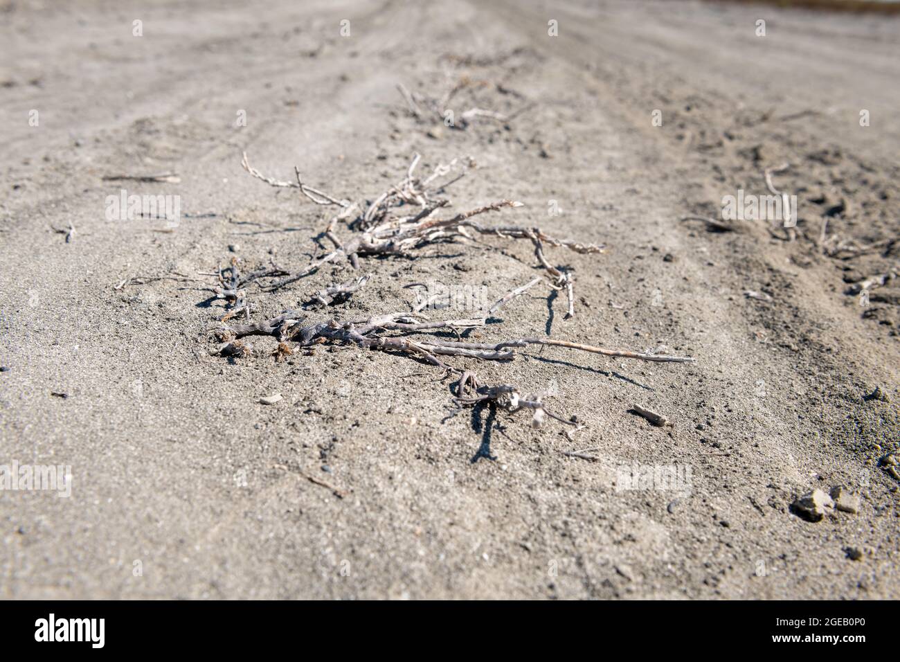 Dead plants hi-res stock photography and images - Alamy
