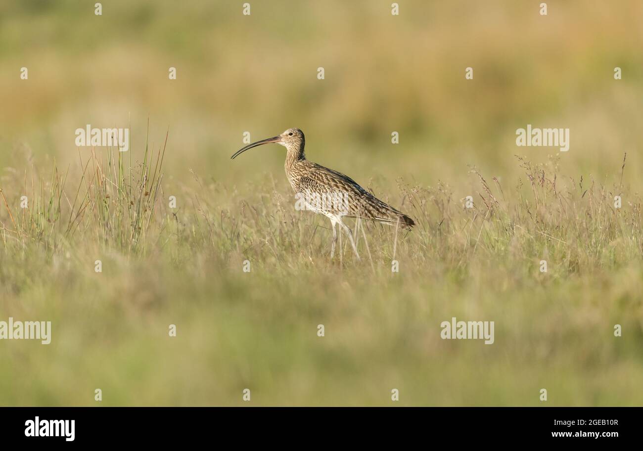 Eurasian Curlew, Scientific name: Numenius arquata. Adult Curlew ...