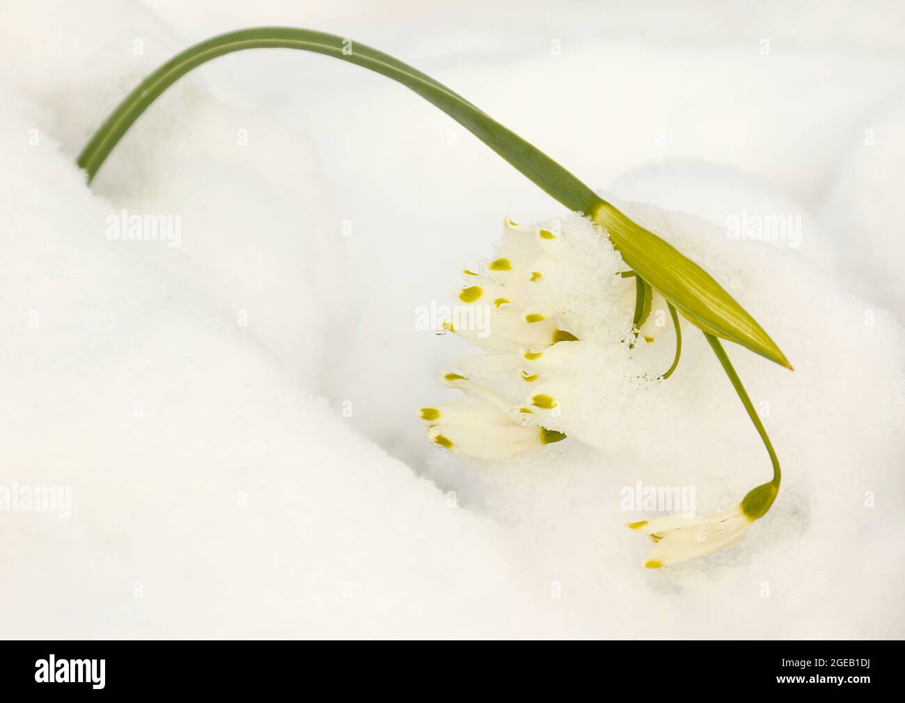 Arboretum flower hi-res stock photography and images - Alamy