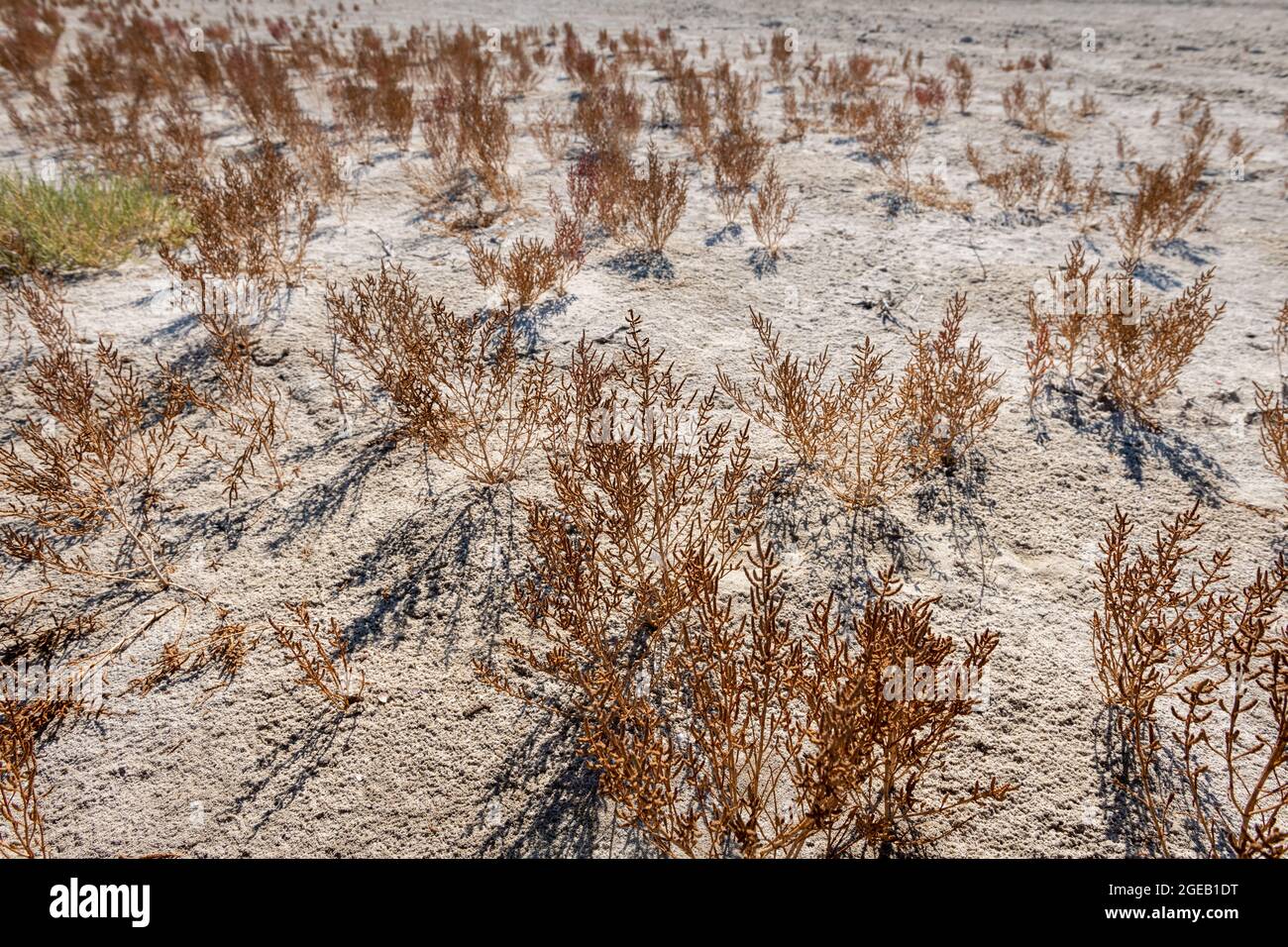 Plants dying or dead on arid land brought about by climate change Stock ...