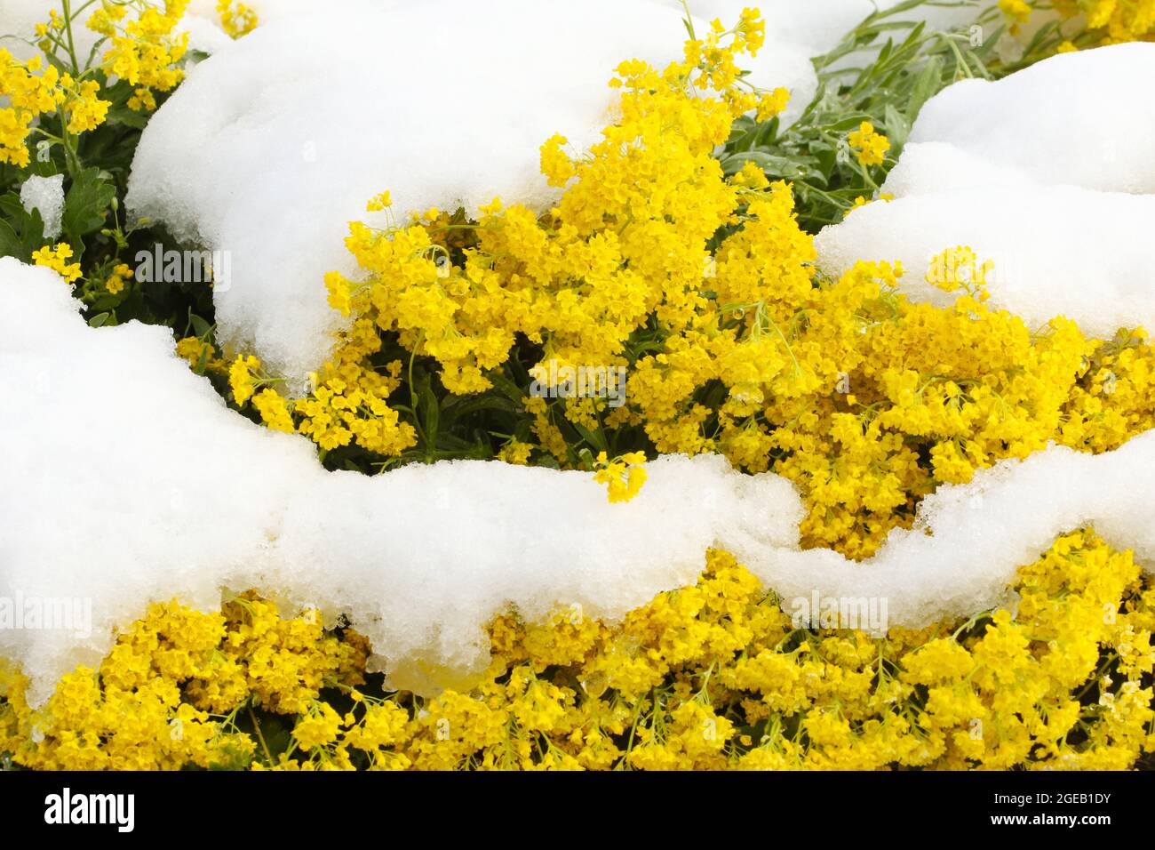 Yellow flower, Basket-Of-Gold, under spring snow. Cox Arboretum ...